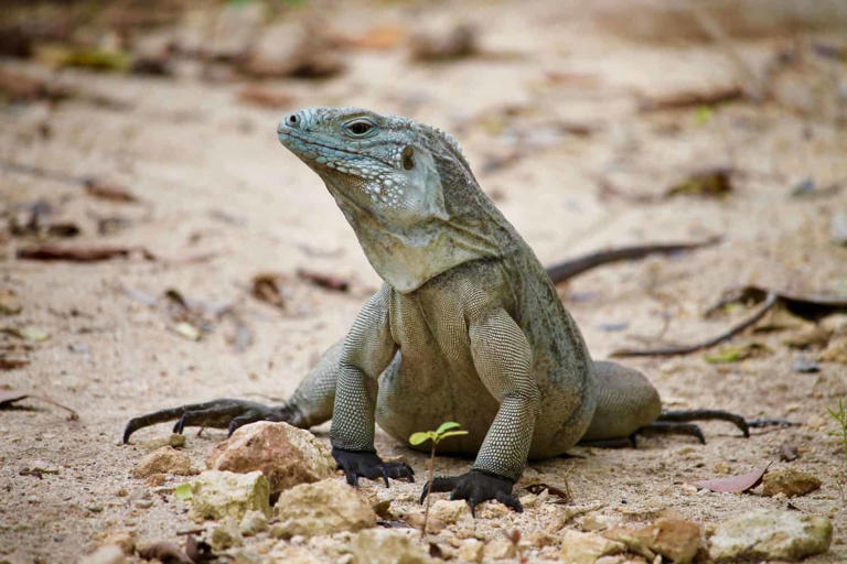 How the Blue Iguana Was Saved from the Brink of Extinction