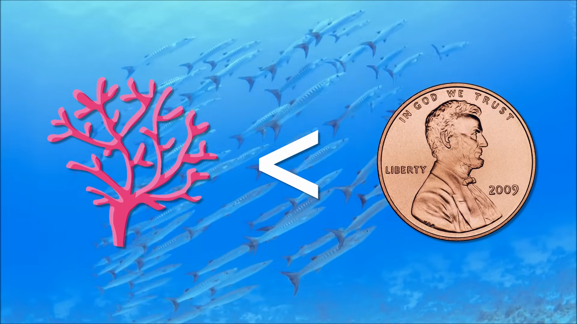 What’s killing the coral reefs?