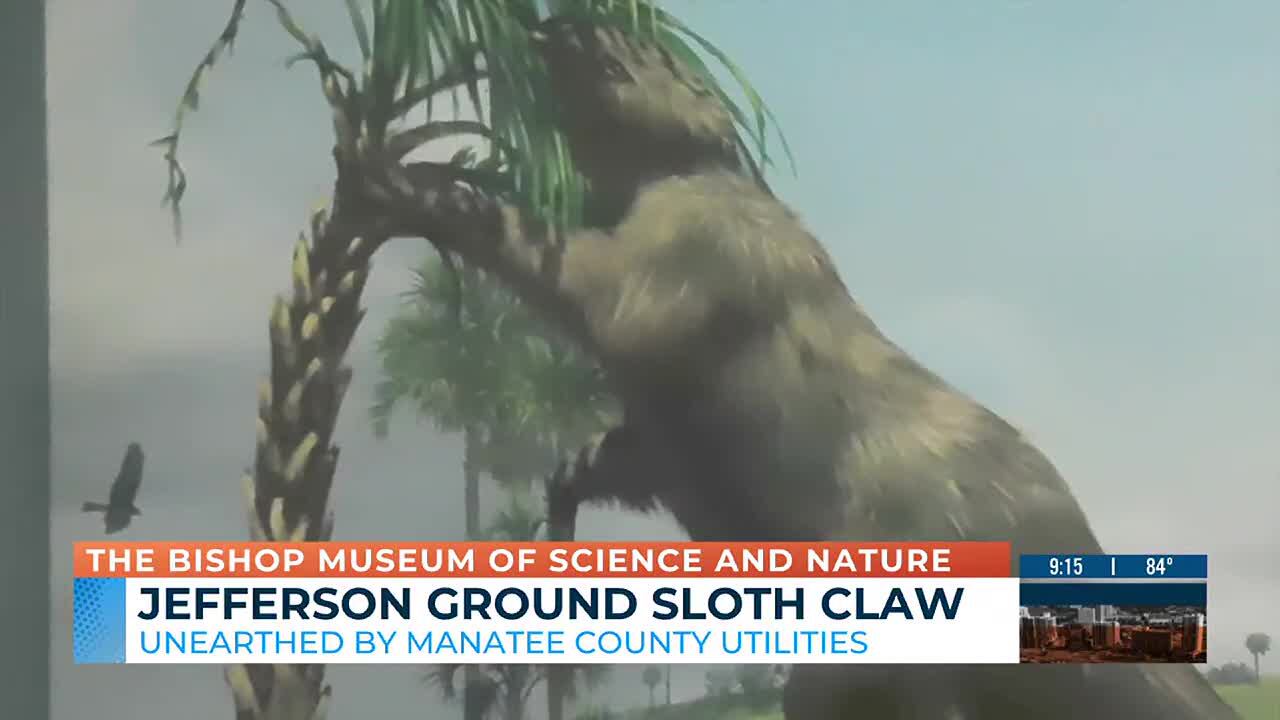 Bishop Museum joins Suncoast View and speaks on new Rare Giant Ground ...
