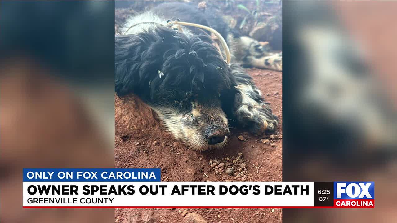Owner speaks out for first time after dog euthanized without consent