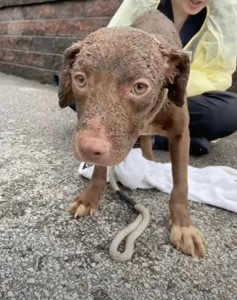 Seven Dogs Trapped in Feces-Filled Camper: Public Demands Justice for ...