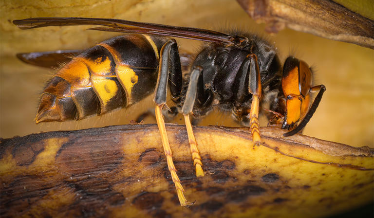 Beekeepers warn that Asian hornets could ‘wreak havoc’