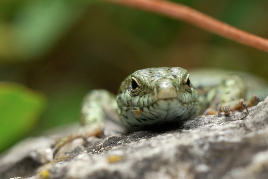 Exotic lizards thriving in Ohio’s wild