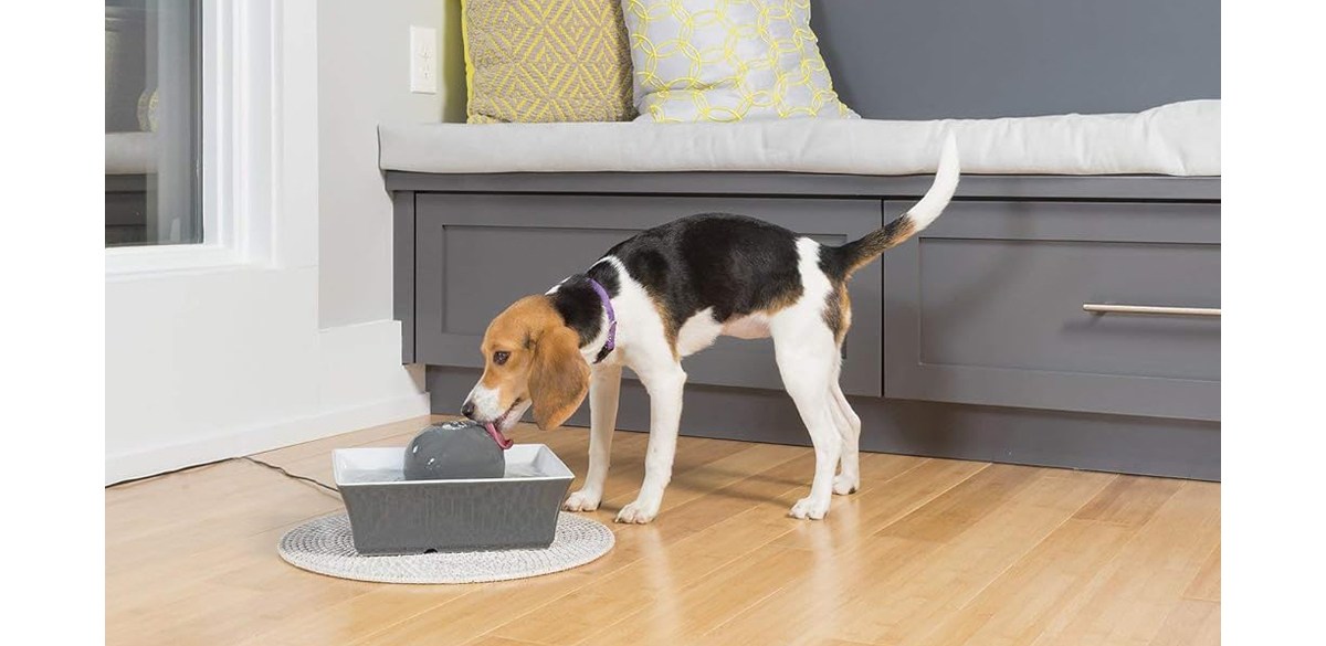 Pet water fountains are actually really good for your dogs and cats