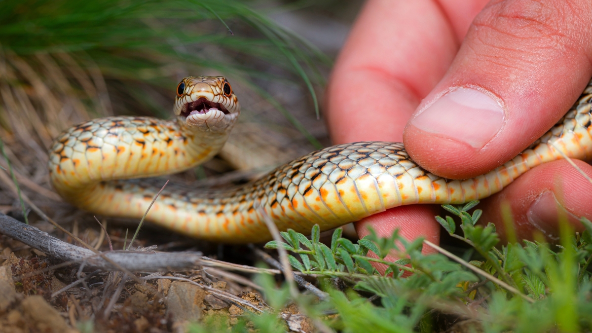 Peu de gens le savent : comment s'appelle le bébé du serpent