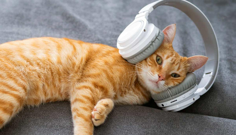 Classical Cats: What Music Do Cats Like Best?