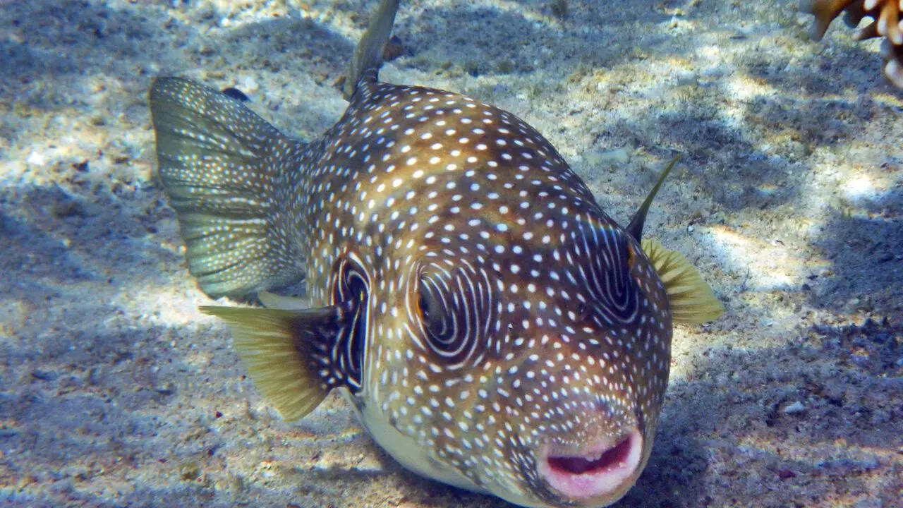 5 amazing animals that live more than 100 years