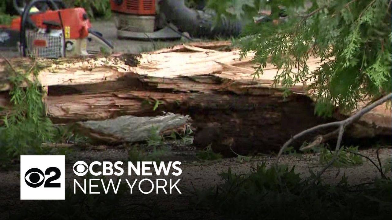 Bizarre tree accident injures 2 people in New Jersey