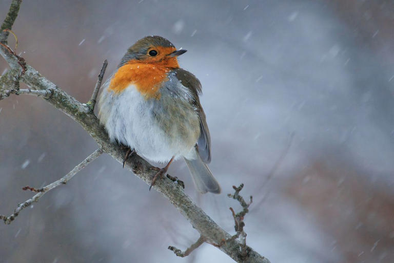 American and British Robins Are Totally Different Birds—And I’m Still ...