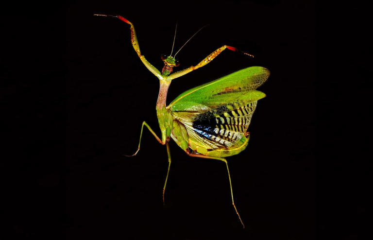 This close-up video of a praying mantis eating a fly is pure insect horror
