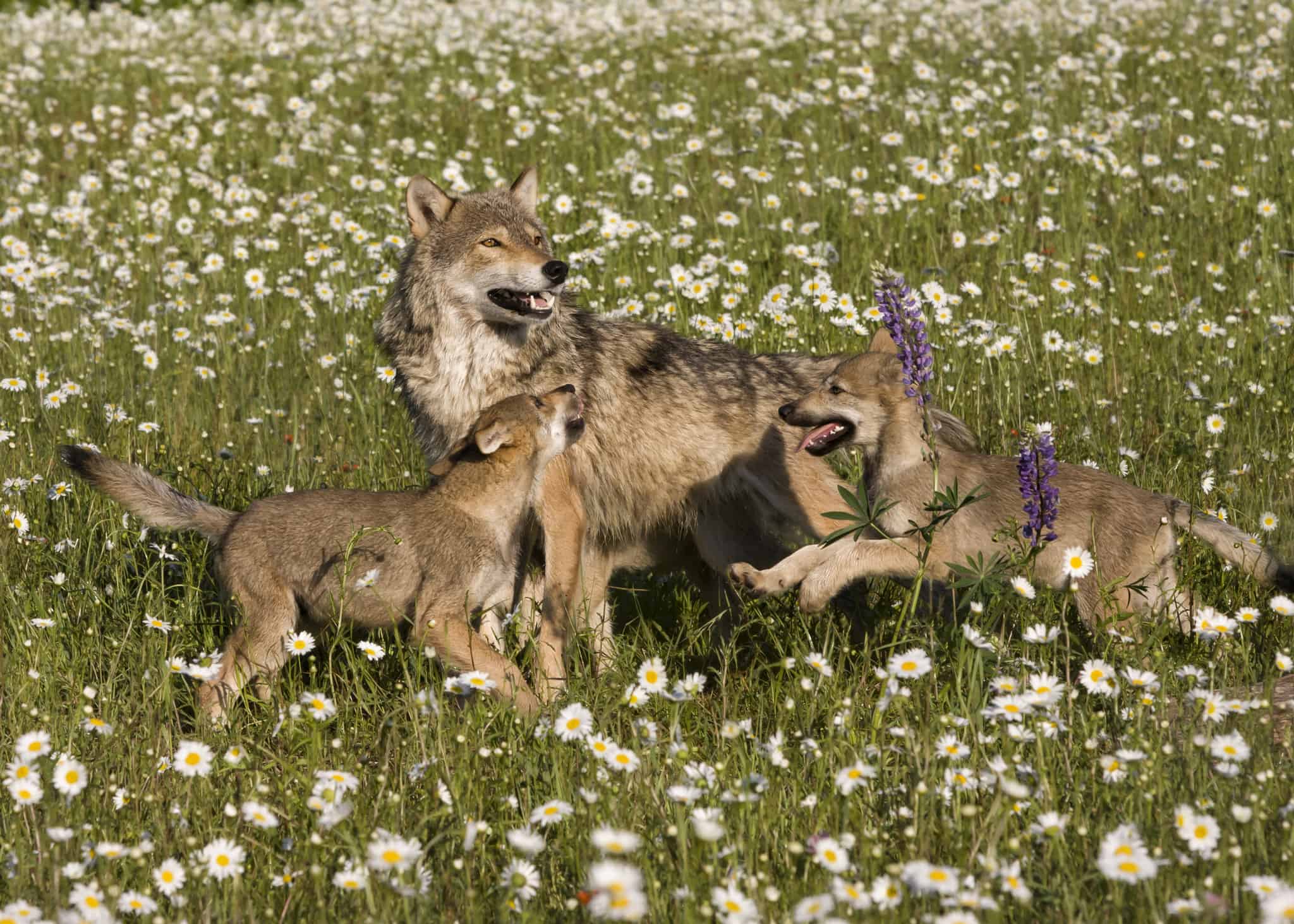 9 Dog Breeds Bigger Than Wolves