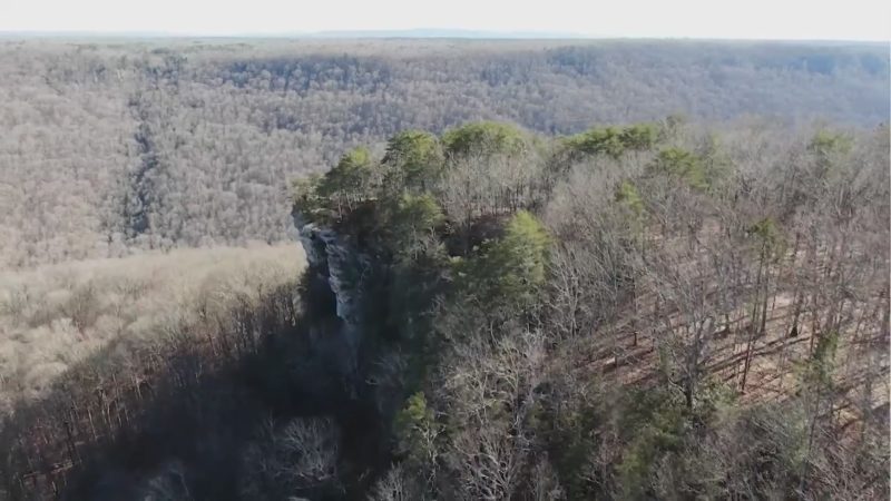 Hiker dies after venomous bite from ‘most dangerous’ snake in Tennessee