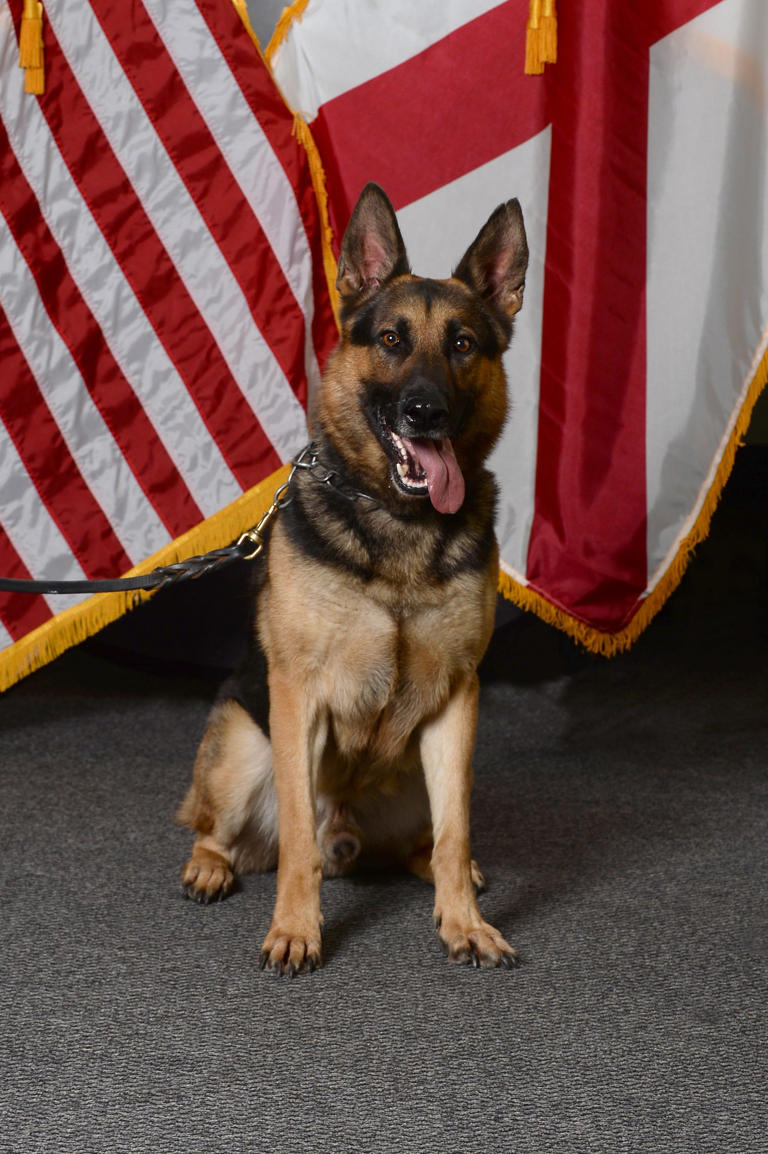 Active ALEA police dog dies after suffering medical issue