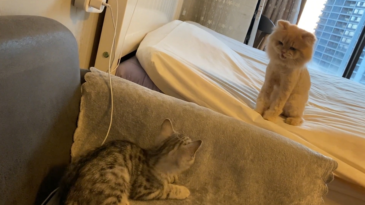 Cats play hide-and-seek in Zhejiang, China