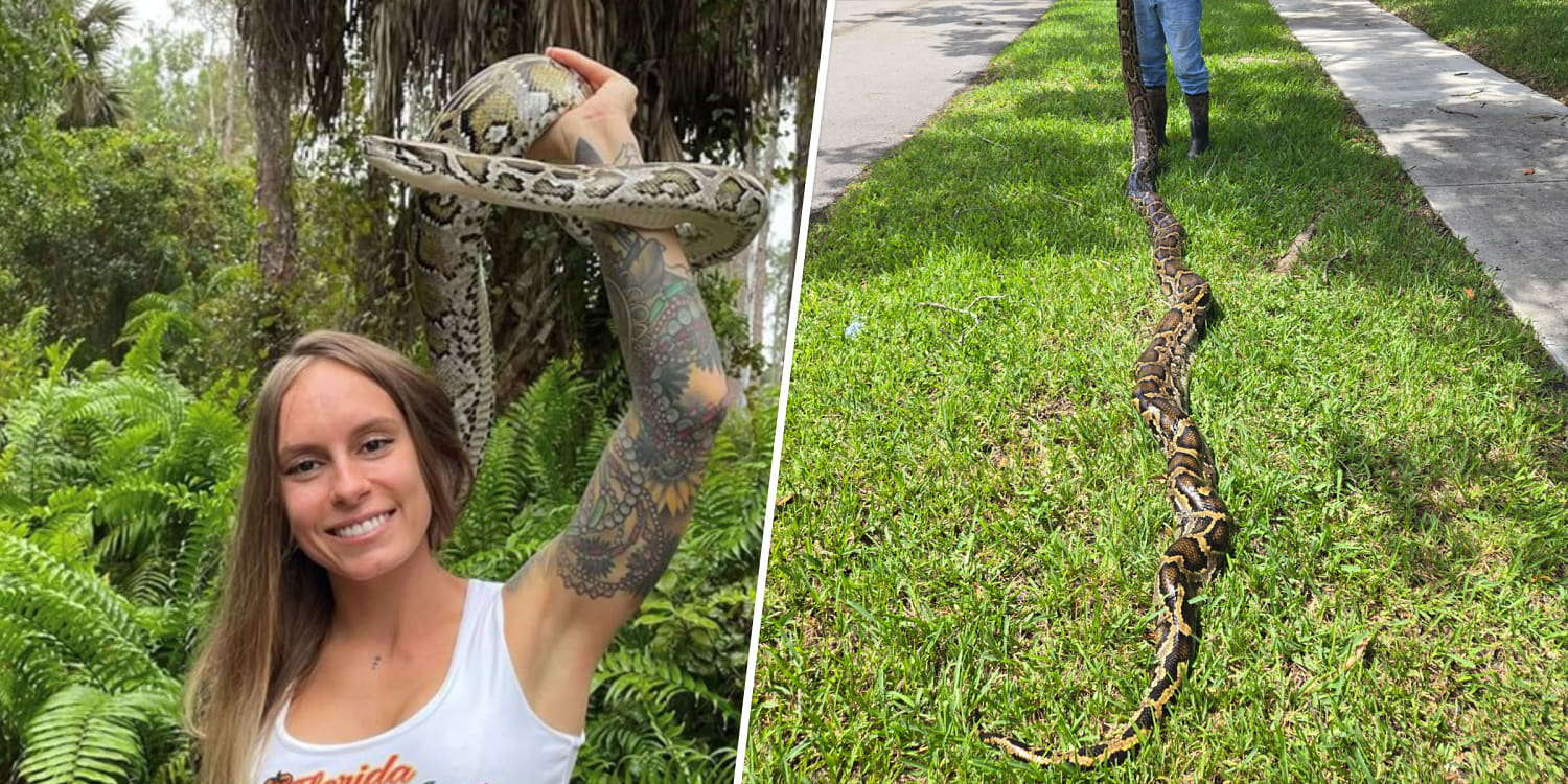Woman Removes 60 Snakes from the Everglades in Hisssssstorical Python ...