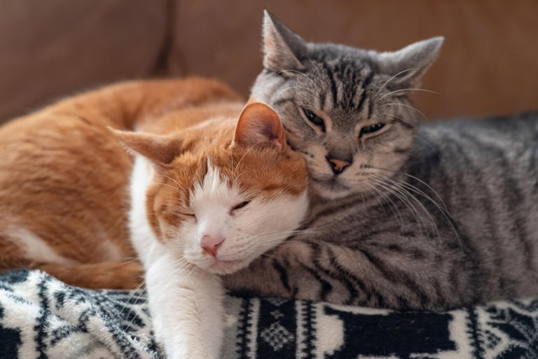 Most popular cat names in the US revealed