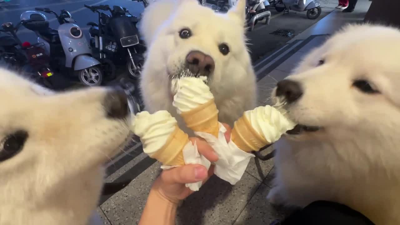 Three dogs enjoy ice cream cones together in Guangdong, China