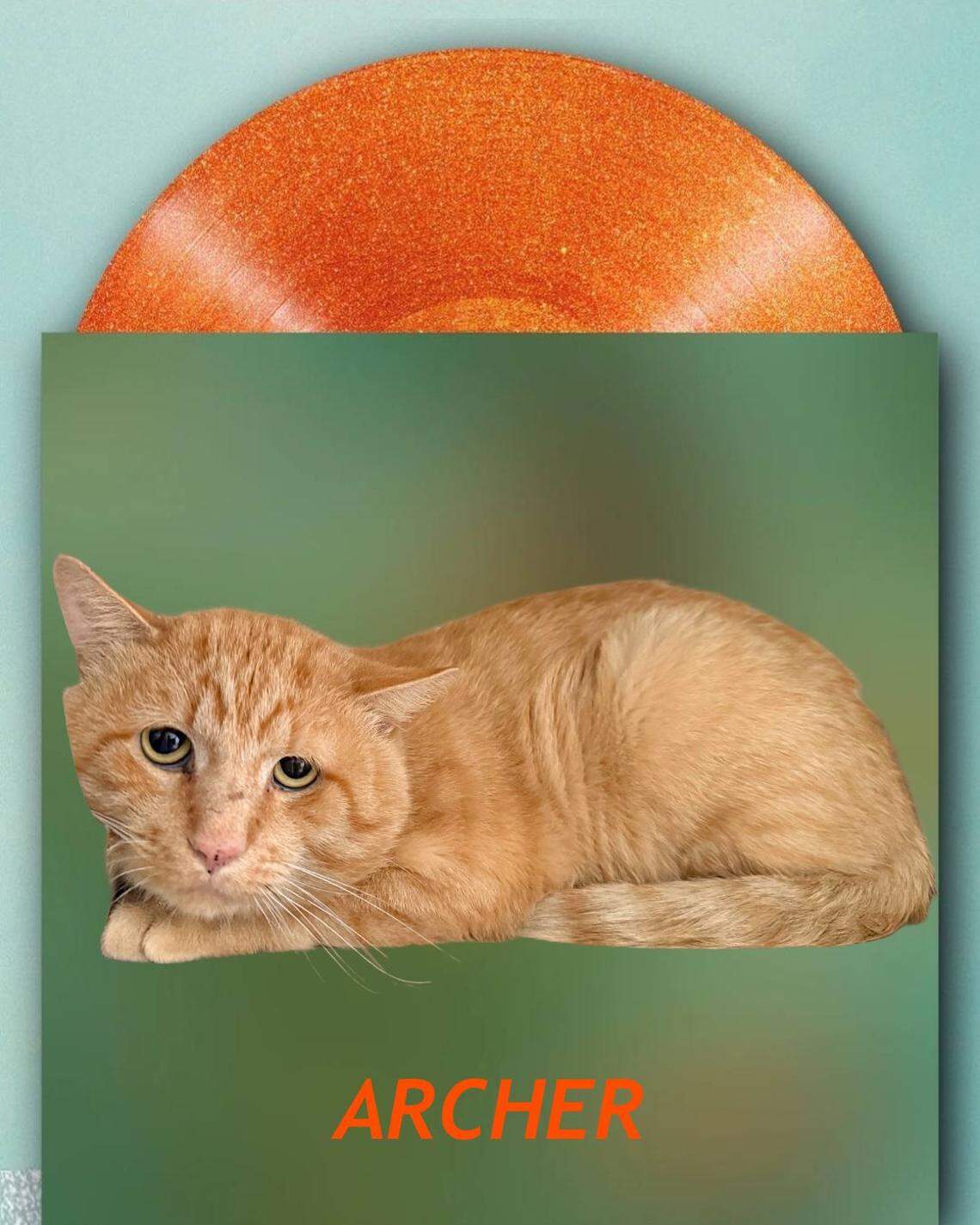 ‘Swiftie' kitties in Kansas depending on Taylor Swift's lucky No. 13 for homes