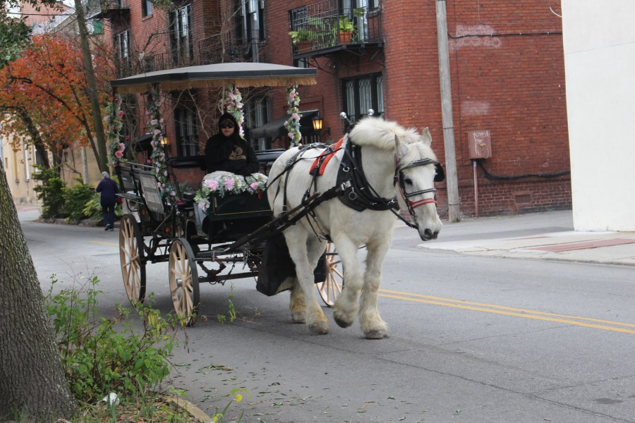 Lawsuit challenges Savannah’s horse-drawn carriage ordinance