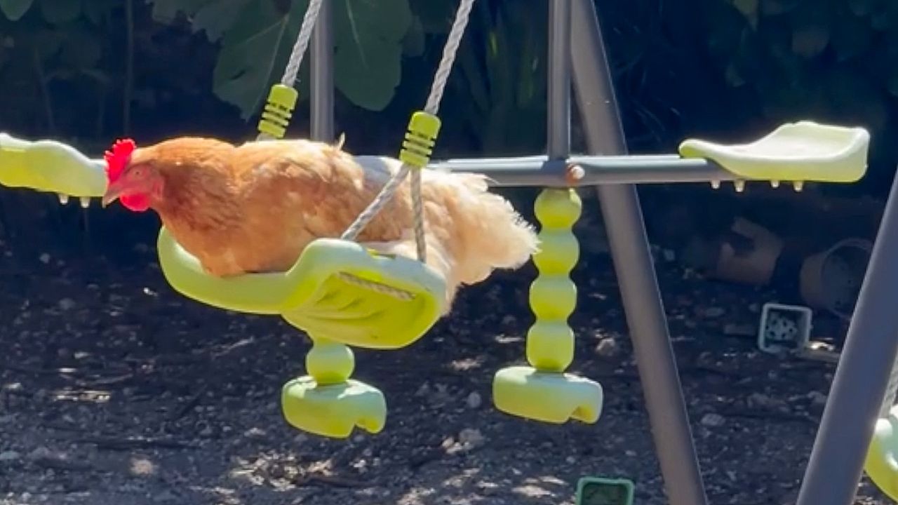 Christine the chicken enjoys a peaceful swing ride
