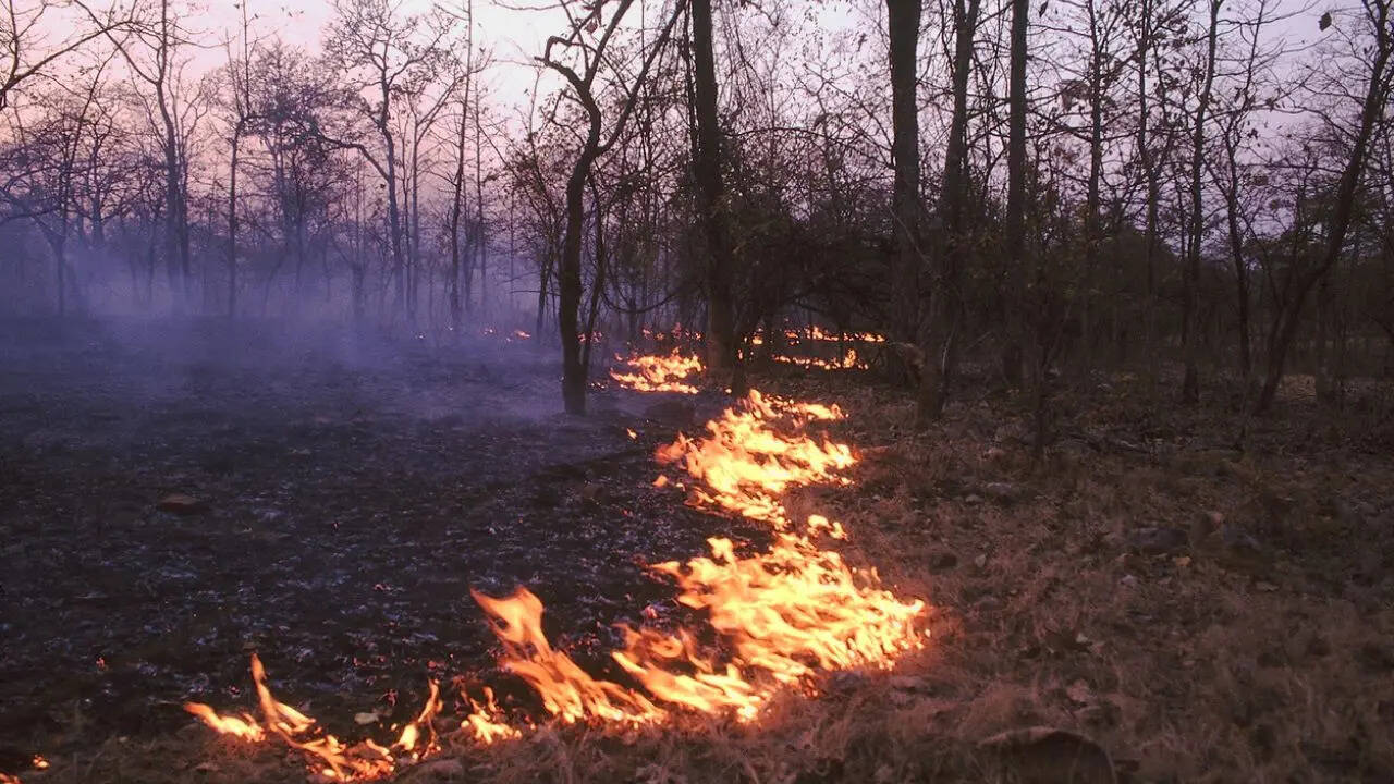 Hawk Fire In Acton, CA: Blaze Jumps To 80 Acres; Residents Urged To ...