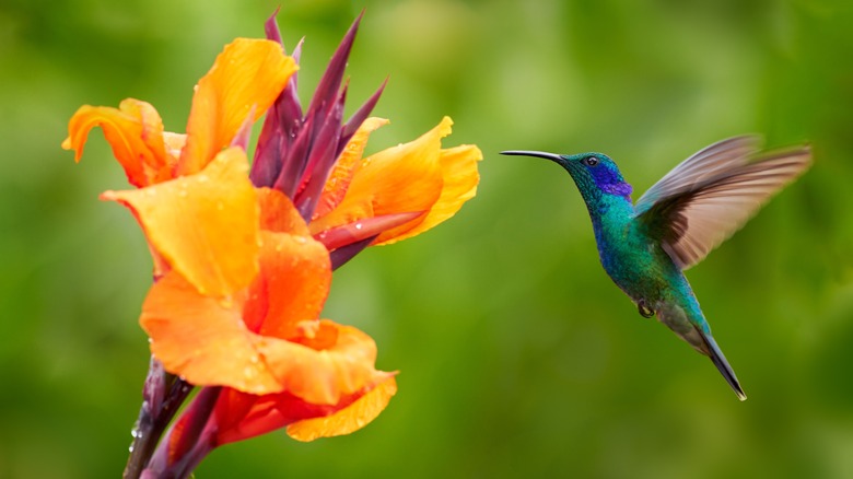 Vibrant Orange Flowers That Hummingbirds Can't Resist