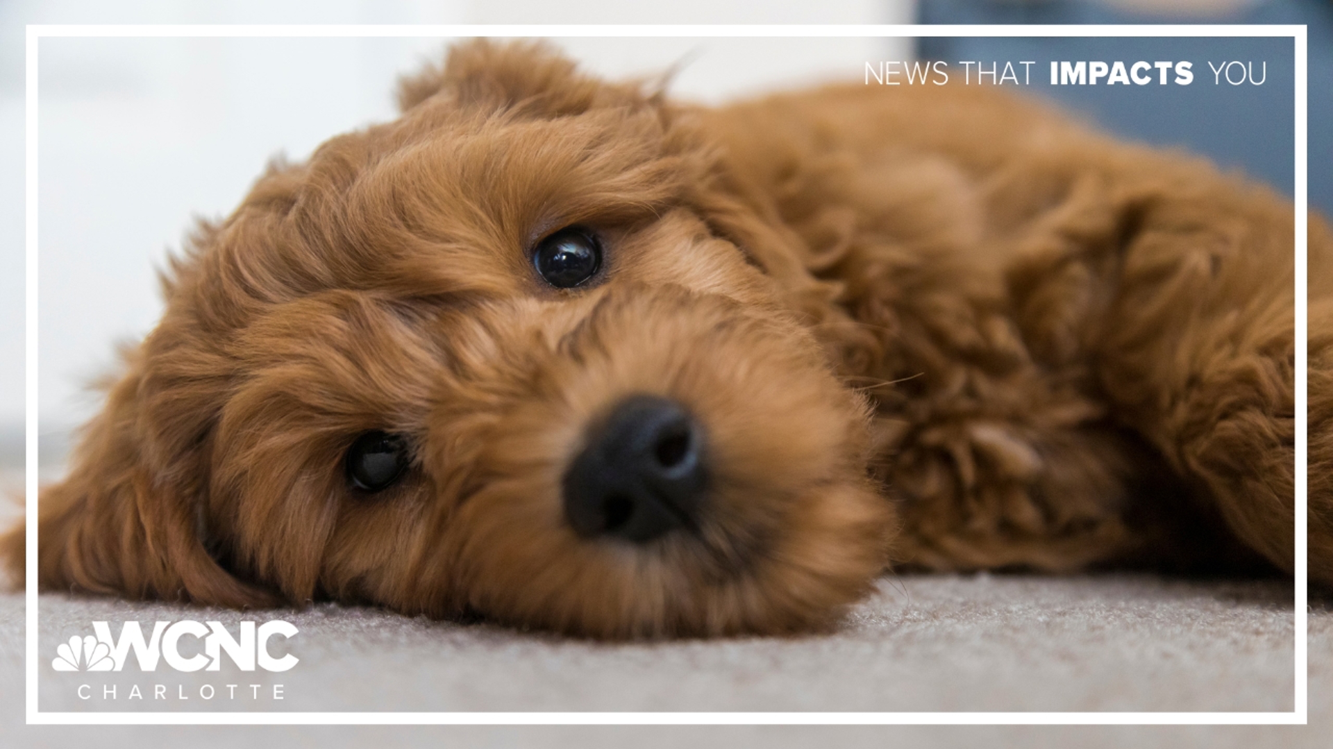 Which dog breed is the top one in Charlotte?