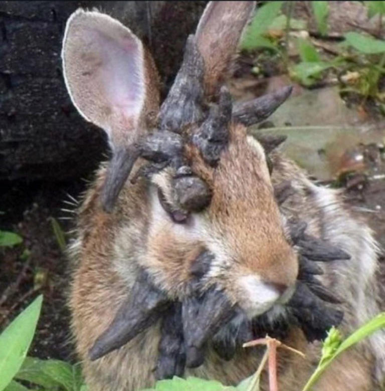 ¿Virus de los conejos con tentáculos puede transmitirse a humanos?