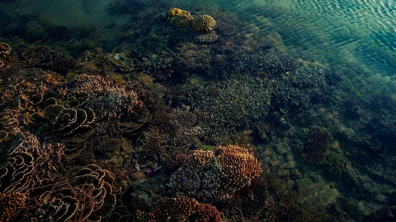 5 amazing animals that live more than 100 years