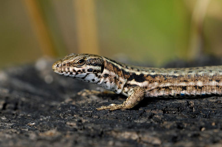 Exotic lizards thriving in Ohio’s wild