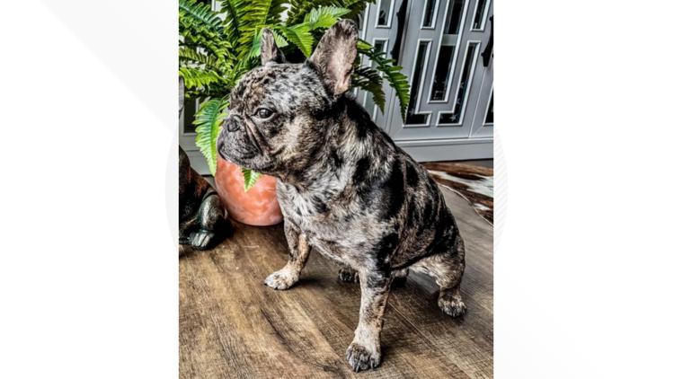 Macho is home! French bulldog stolen at gunpoint found reunited with owner