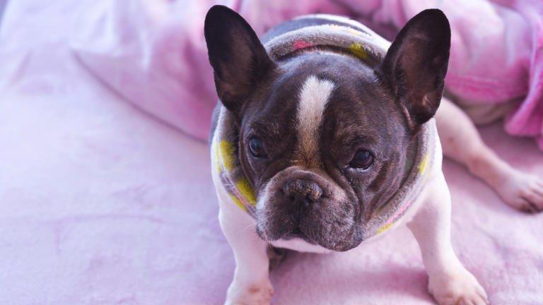 This dog is voted the ugliest in the world!