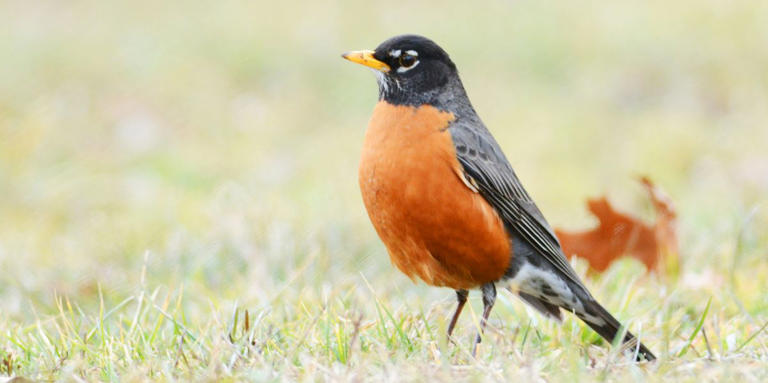American and British Robins Are Totally Different Birds—And I’m Still ...