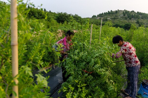 Lawrence of Arabia and the Arab Revolt