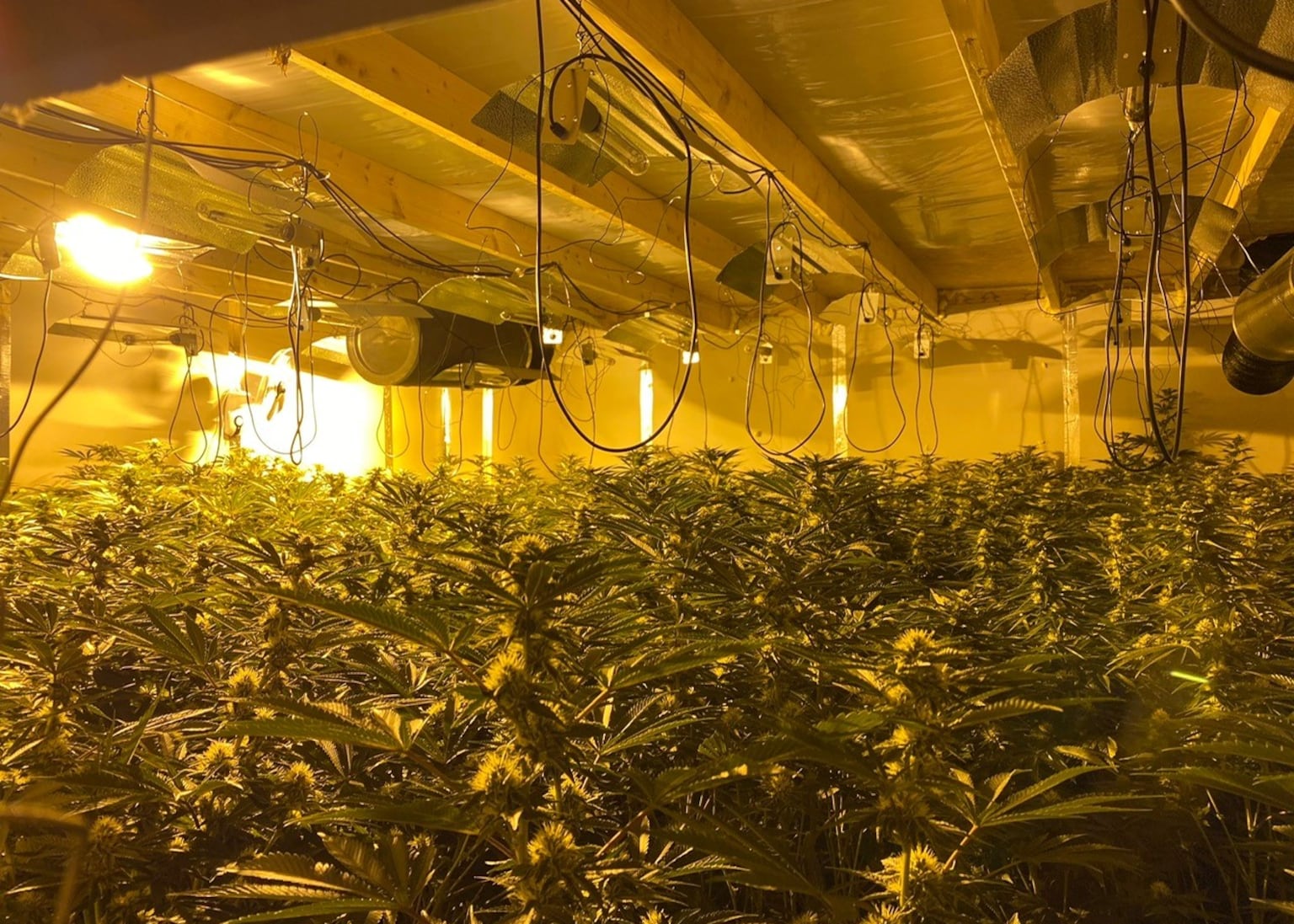 Cannabis factories worth £500,000 uncovered following police surveillance, court told