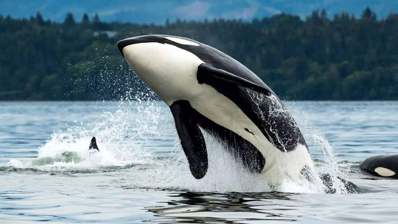 Who is Kiska, the Orca? Jessica Radclifee Orca Attack Viral Video ...