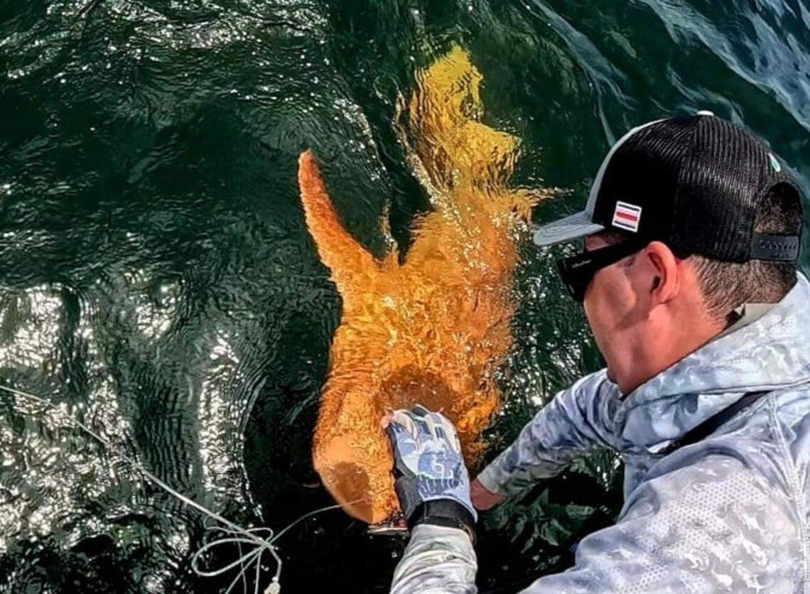 Vivid orange shark caught by anglers in Costa Rica in first-of-its-kind ...