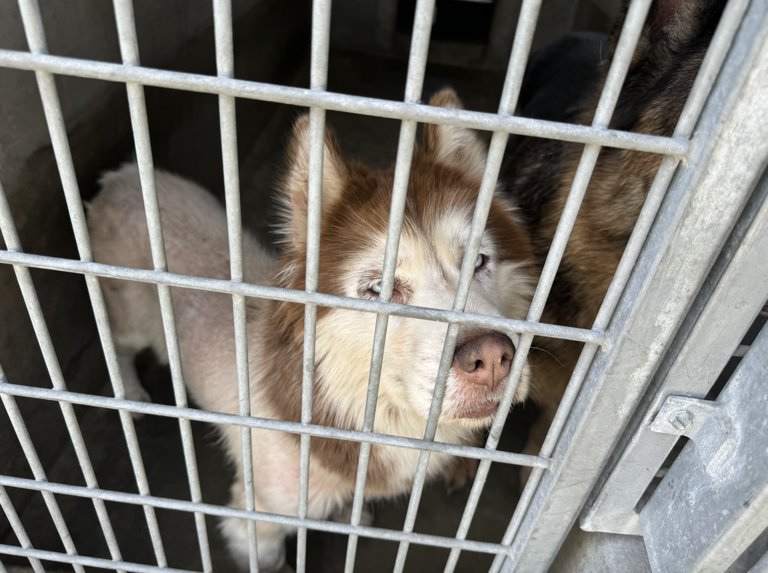 LA County Warns of Distemper Cases in Lancaster Shelter; Urges Dog ...