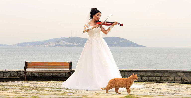 Classical Cats: What Music Do Cats Like Best?