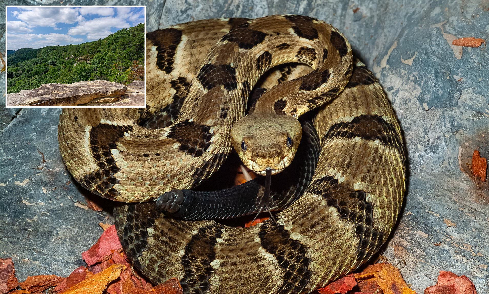 Tragedy after hiker was bitten by most venomous snake in Tennessee