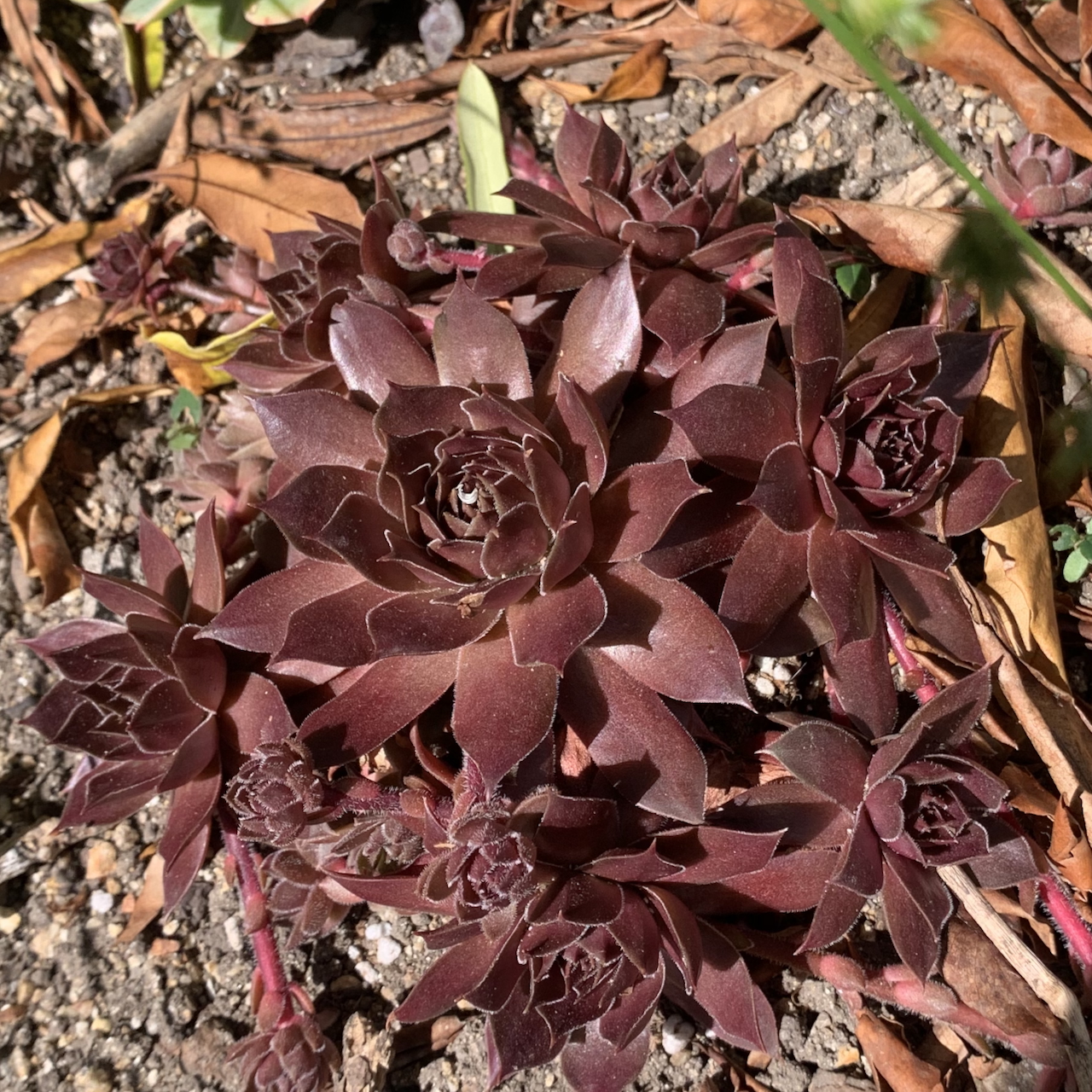 Tom Karwin, On Gardening | Arranging succulent plants