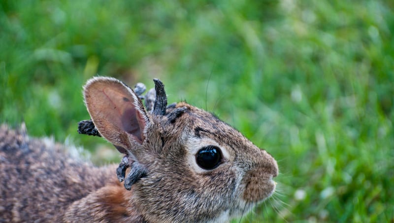 Wild rabbits in Colorado have strange growths: What are they?