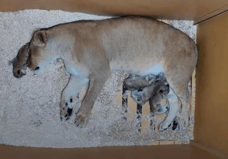 4 African lion cubs born at Denver Zoo