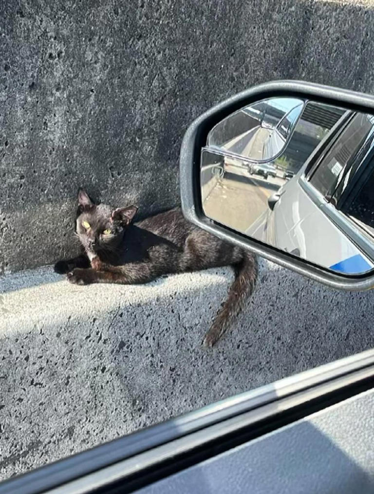 Watch: Cat stranded in traffic rescued from New Jersey highway