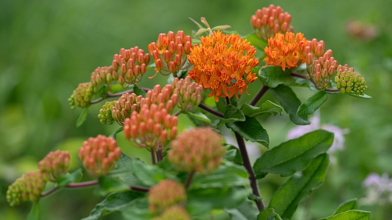 Vibrant Orange Flowers That Hummingbirds Can't Resist
