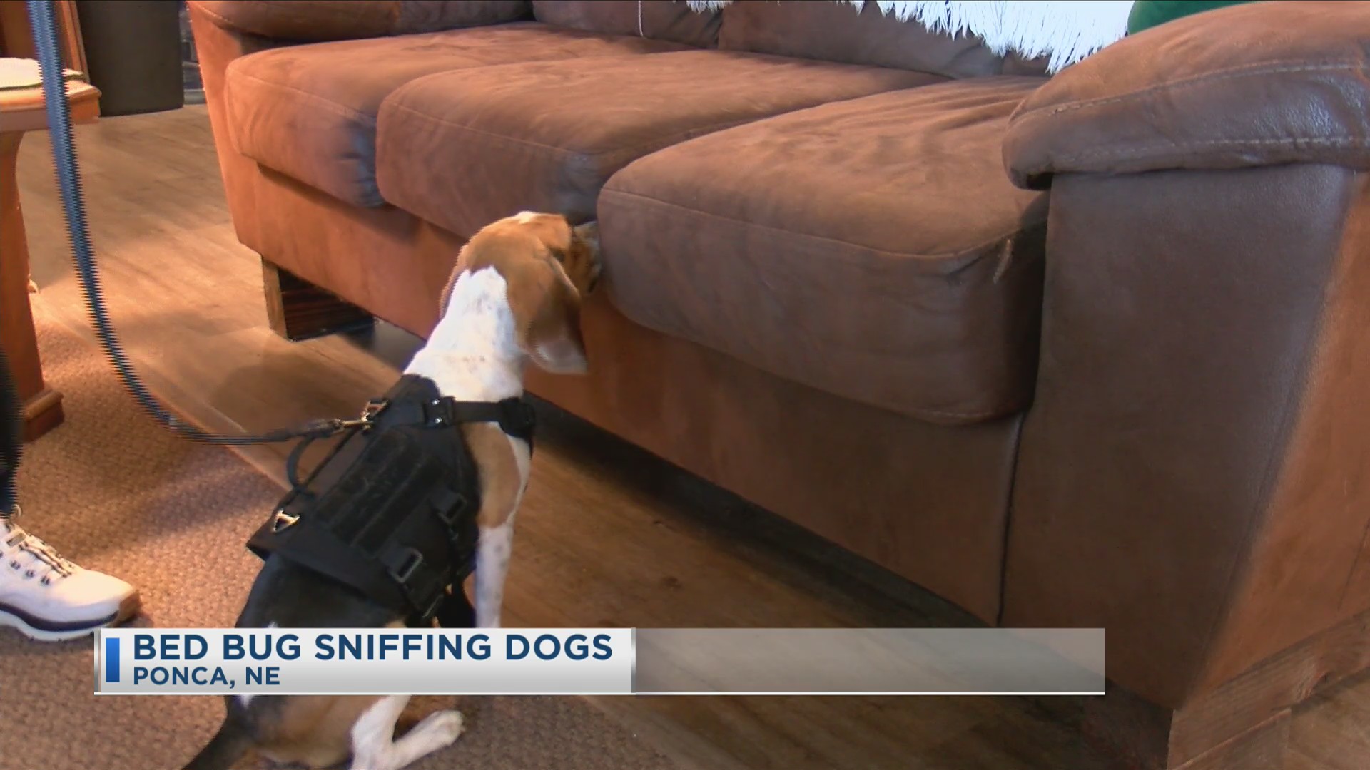 Bed Bug Sniffing Dogs