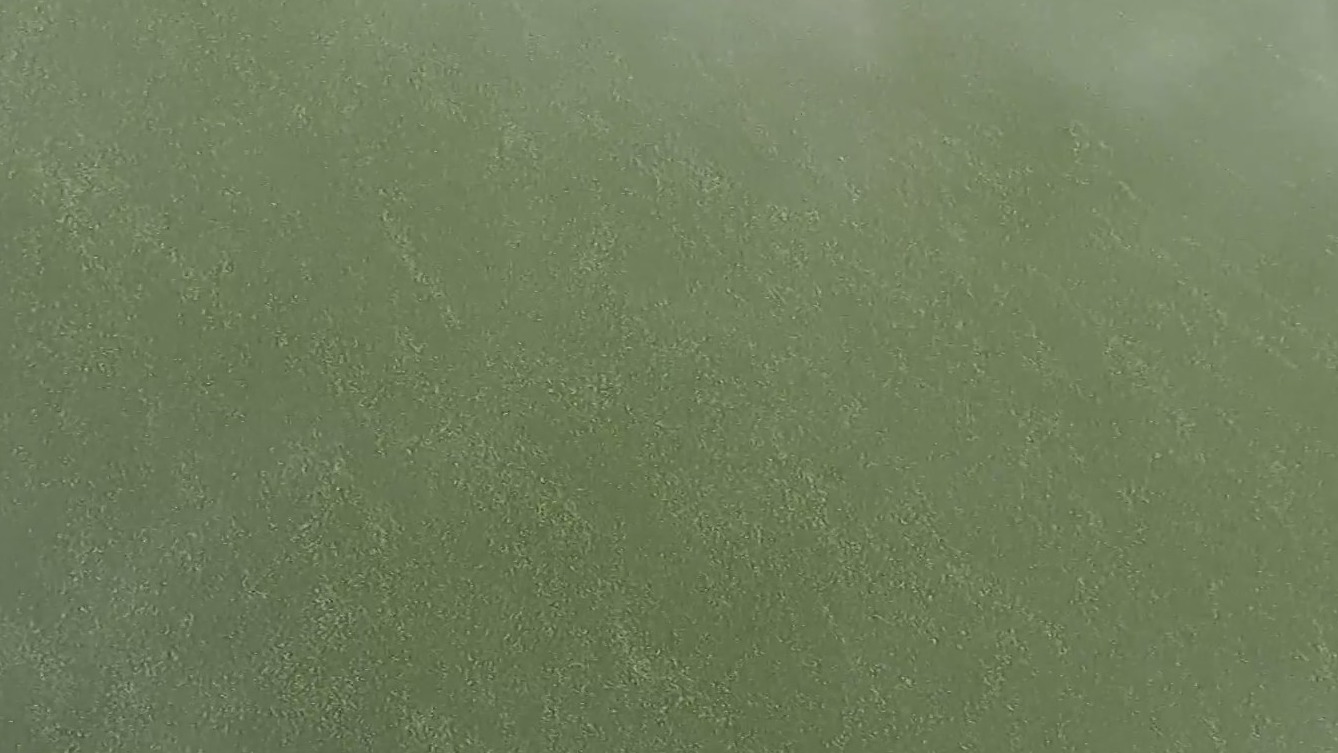 Low Willamette River flow, high heat driving large algae bloom, OHA says