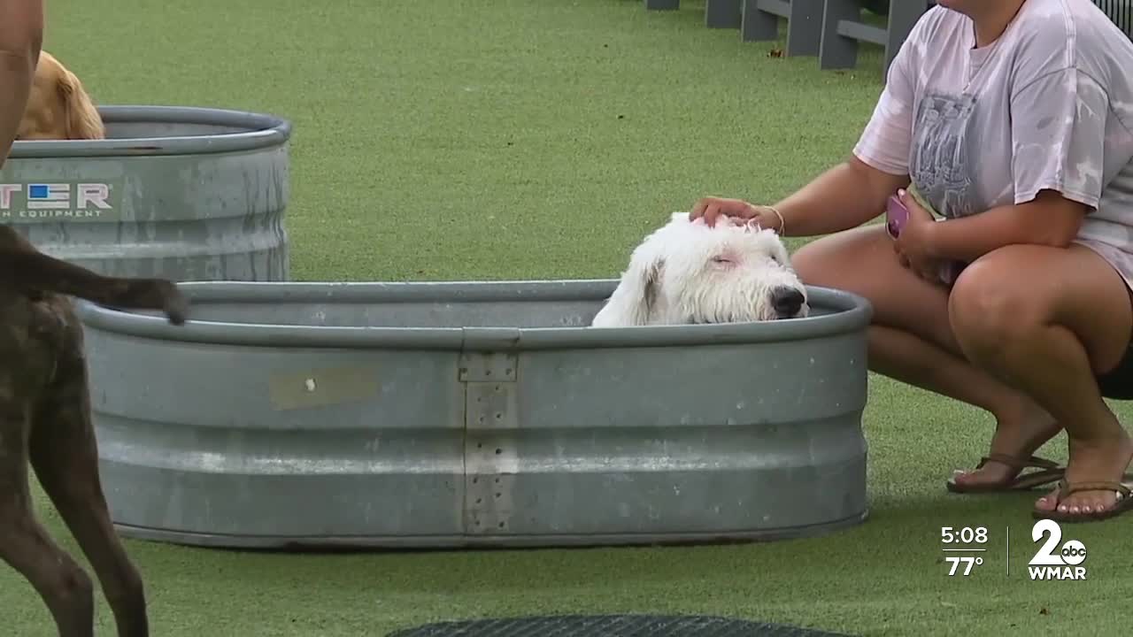 Bark Social in Canton reopens months after bankruptcy closure ...