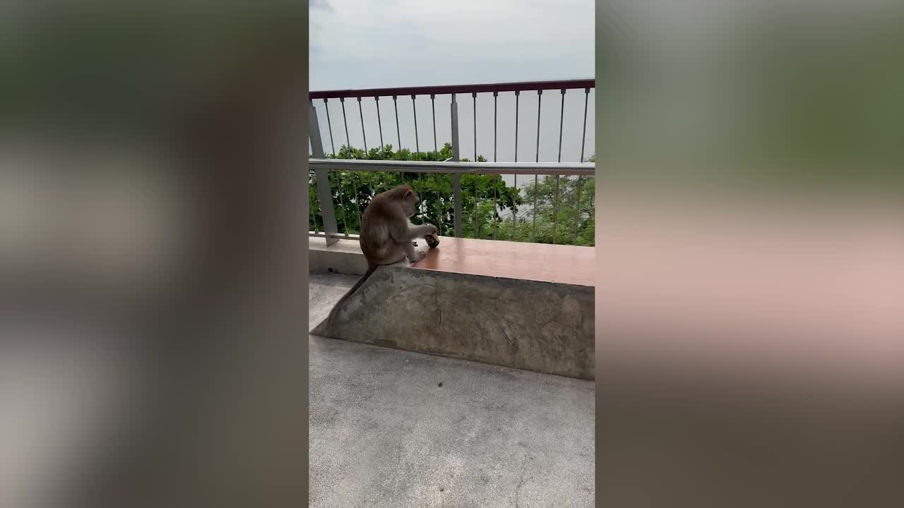 Wild monkey drinks can of beer left at viewpoint