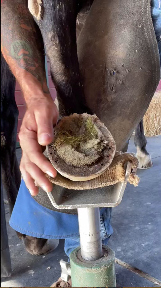 Farrier Skills That Are Seriously Satisfying